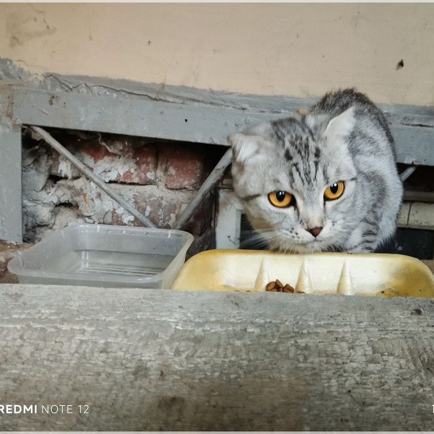 Котята в добрые руки Sos