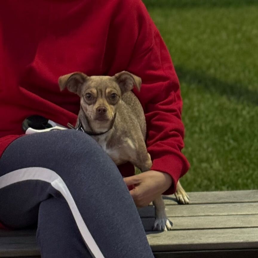 Собака мелкой породы в добрые руки