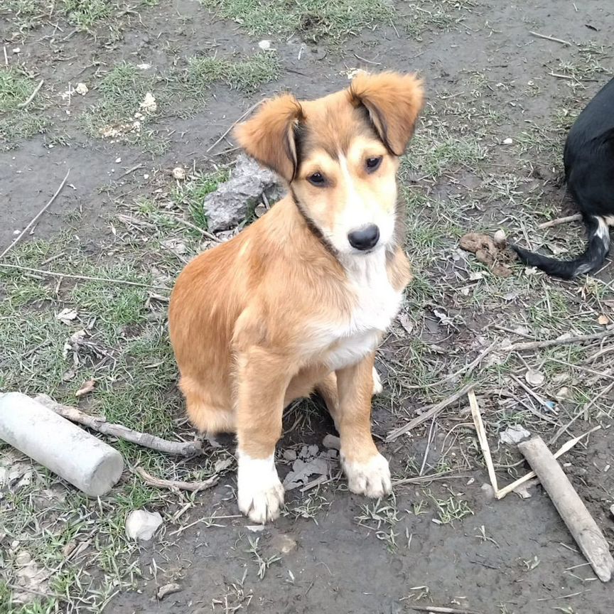 Мальчик щенок рыжий