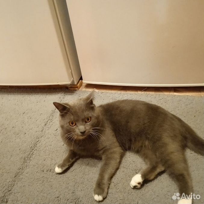 Брюс котик-британец 1,5 года