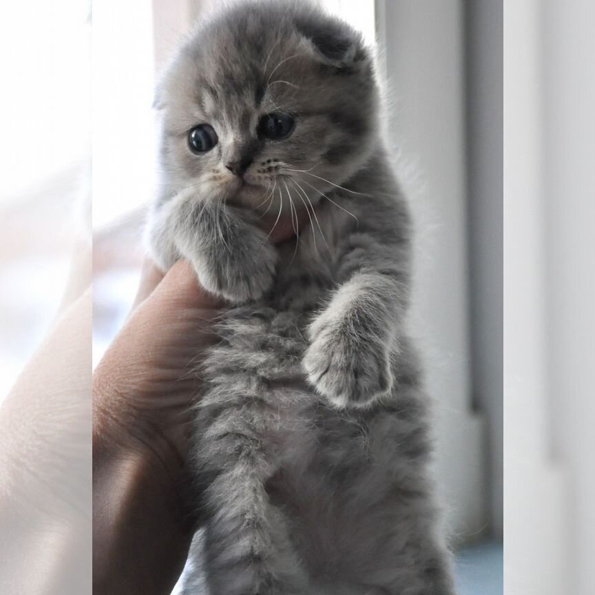 Шотландская вислоухая красавица