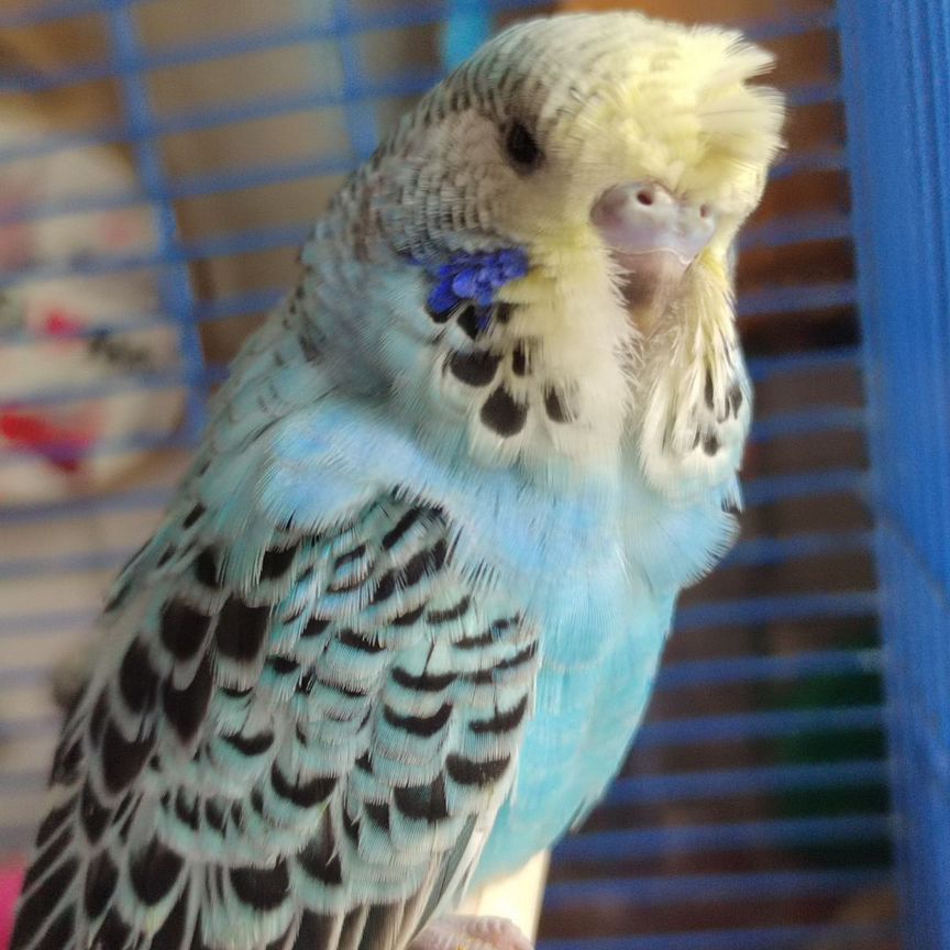 Птенцы волнистый попугай