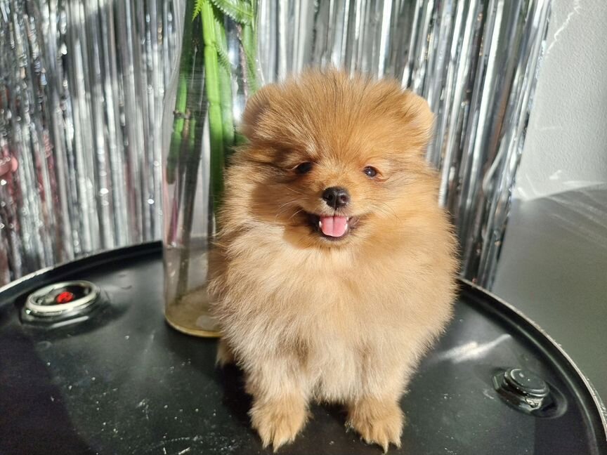 Померанский шпиц мини девочка