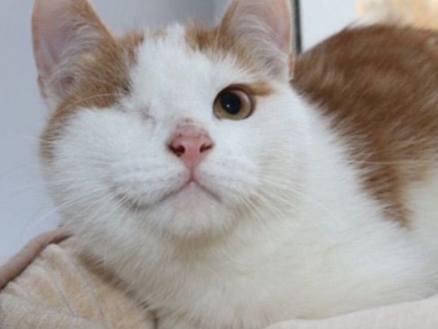 В добрые руки