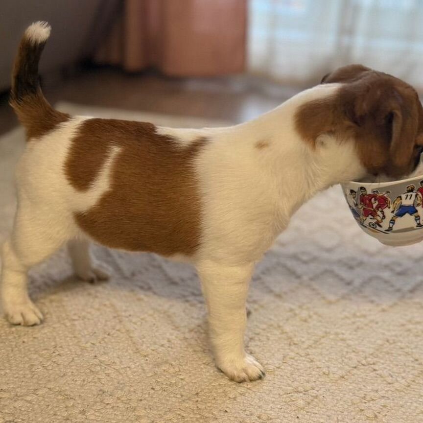 Джек-рассел-терьер, щенок