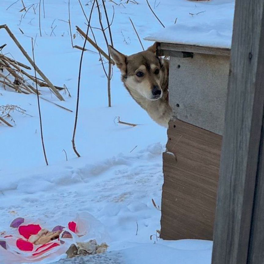 Девочка Дымка ищет дом