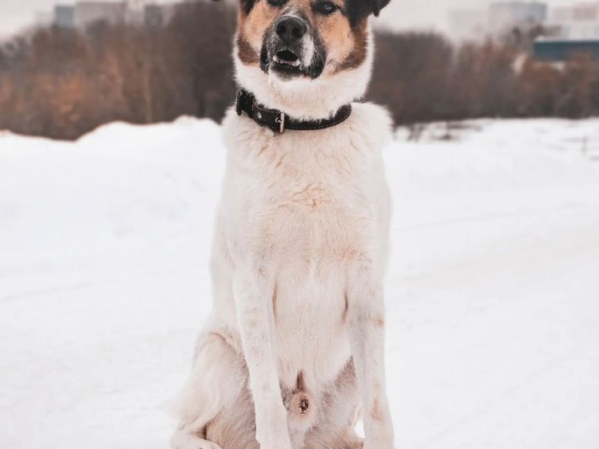 Тарзан в добрые руки