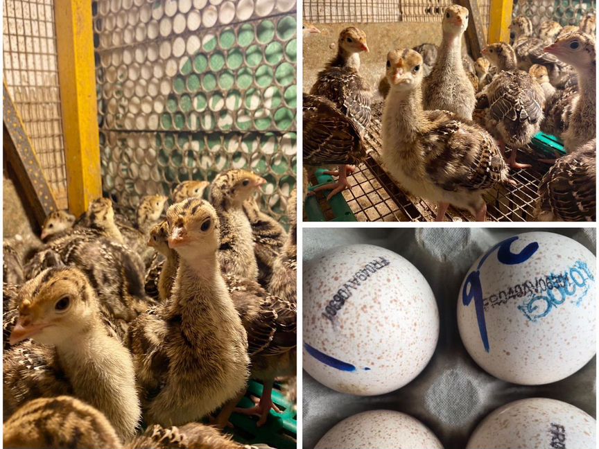 Индюшата породы Бронза 708 франция