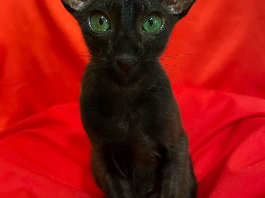 Ориентальные котята