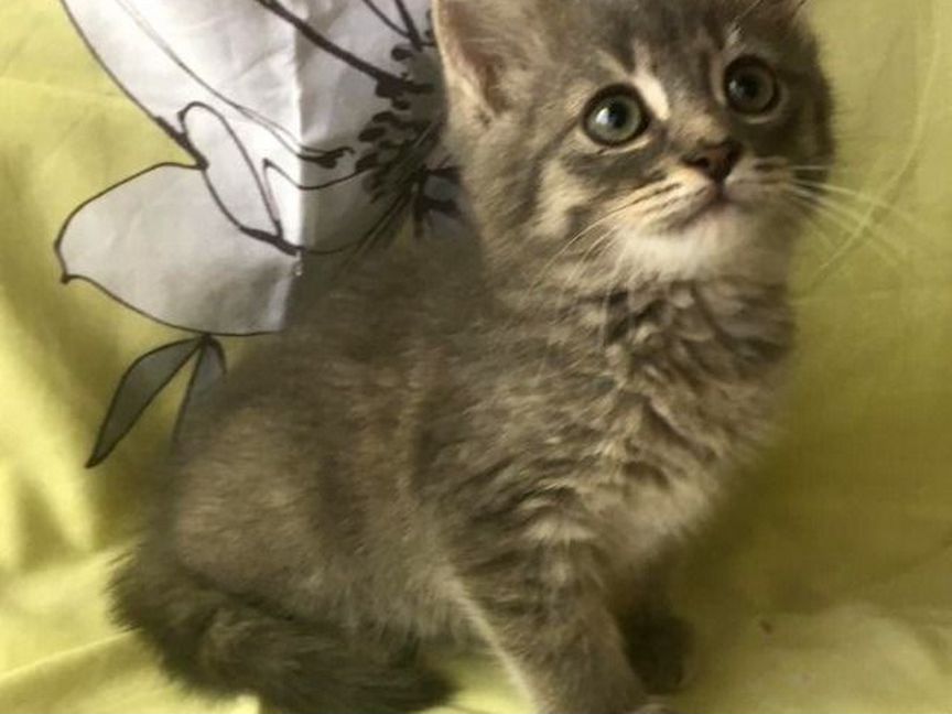 Самсон ищет хозяина