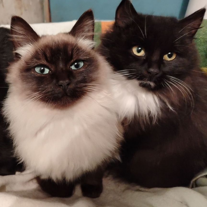 Очаровательные котята в добрые руки