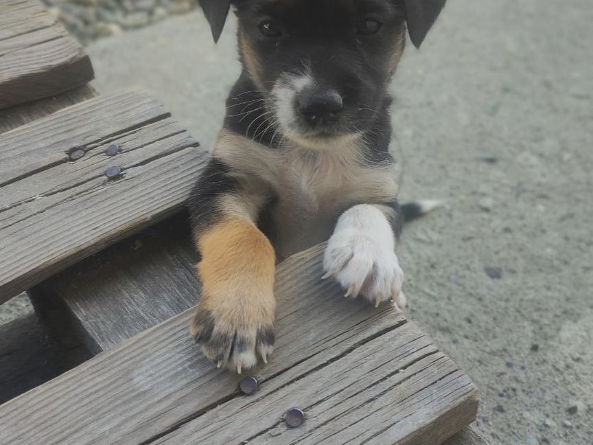 Щенок в добрые руки маленькой собаки