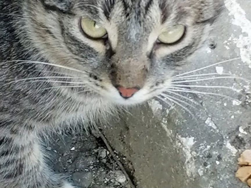 Котик смертник, если не забеоут за 2 дня