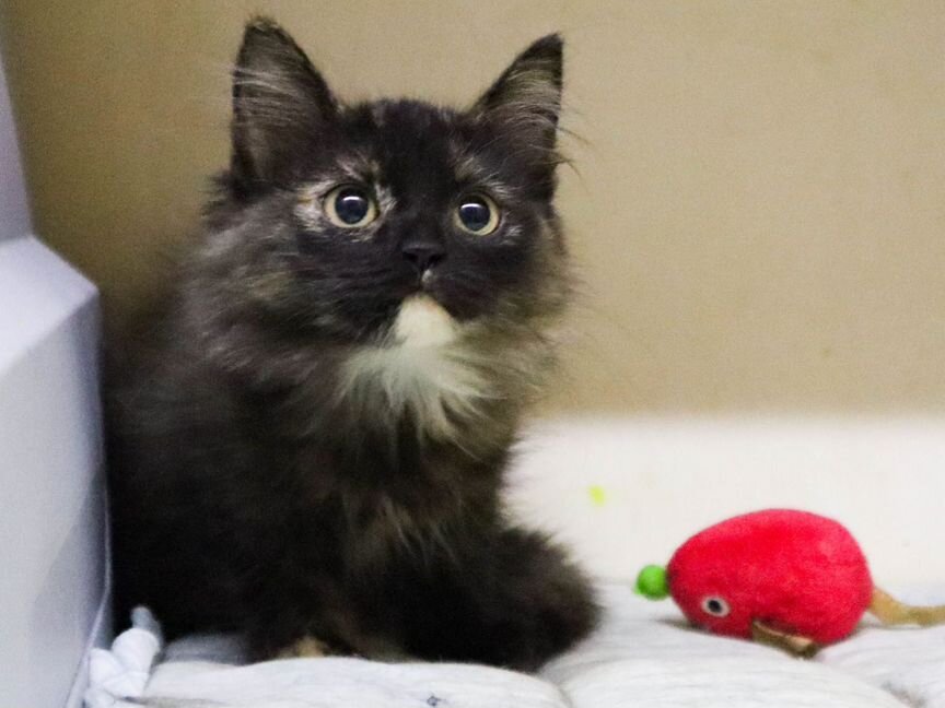 Смешнулька Мафаня ищет дом