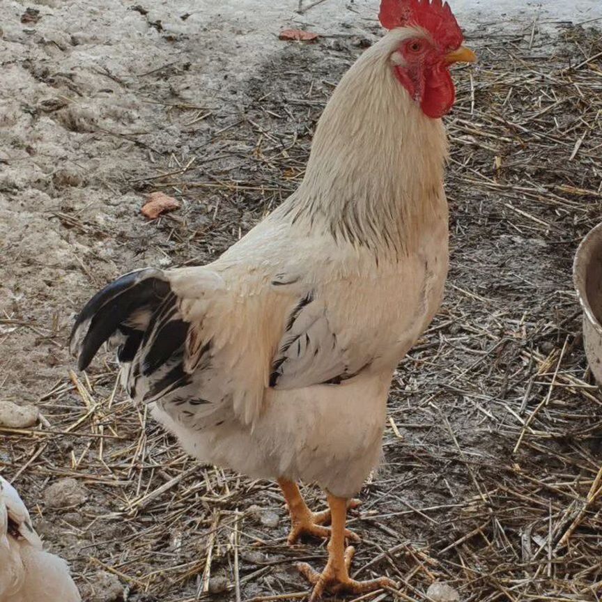 Молодые петухи