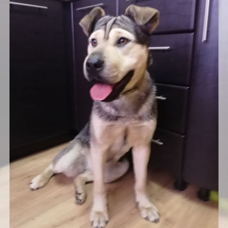 Шарпей, взрослая собака