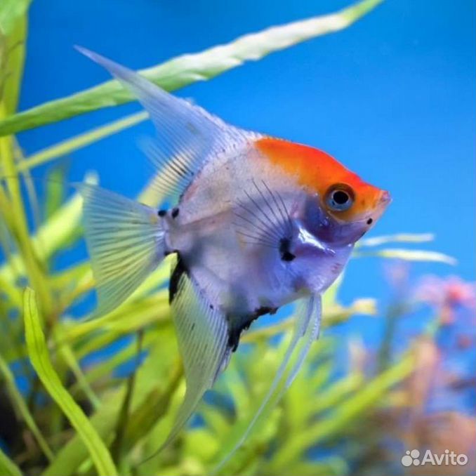 Рыба скалярия кои Аквариумные рыбки в ассортименте