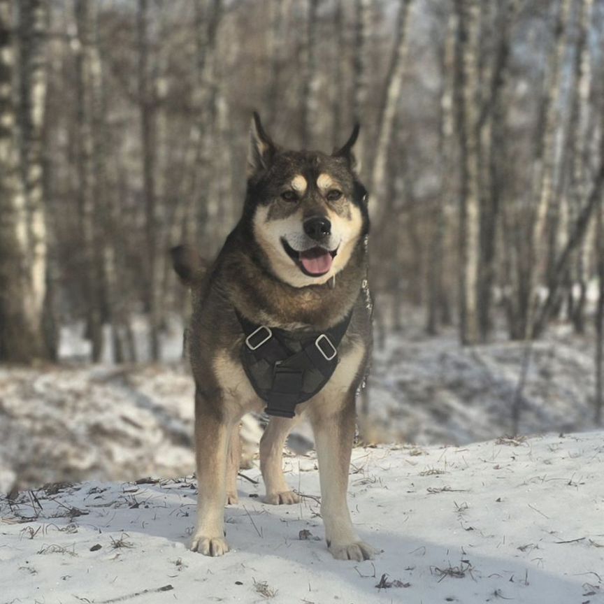 Собака в добрые руки бесплатно дар