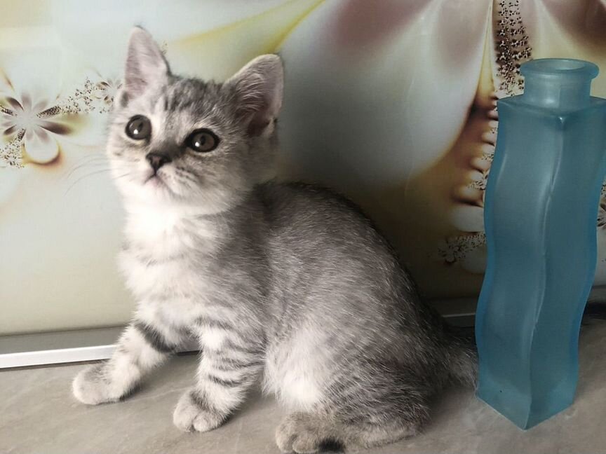 Шотландские котята с документами