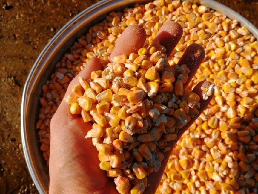 Кукуруза кормовая