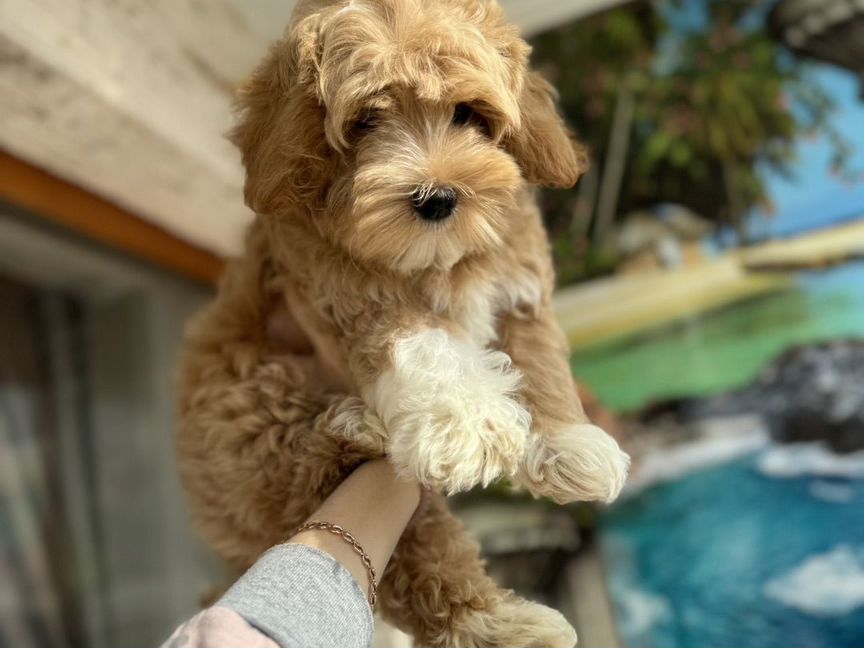 Мальтипу тедди мальчик мини