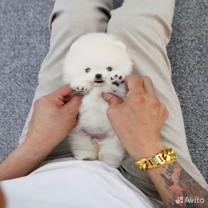 Мишка микро как игрушка померанский шпиц