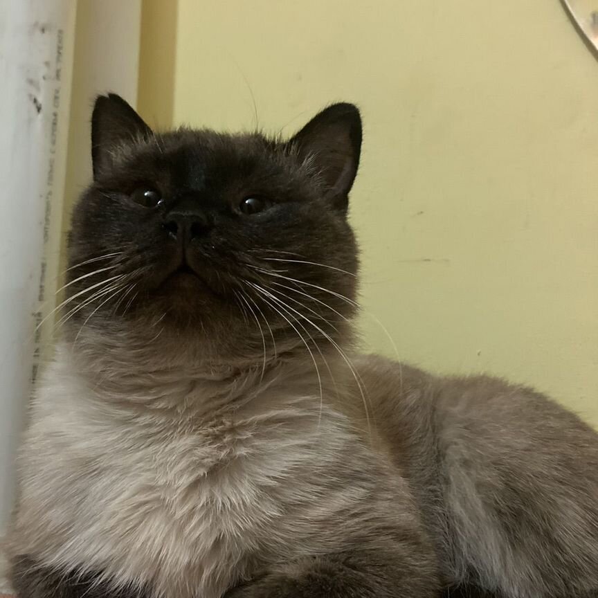 Кот сиамский