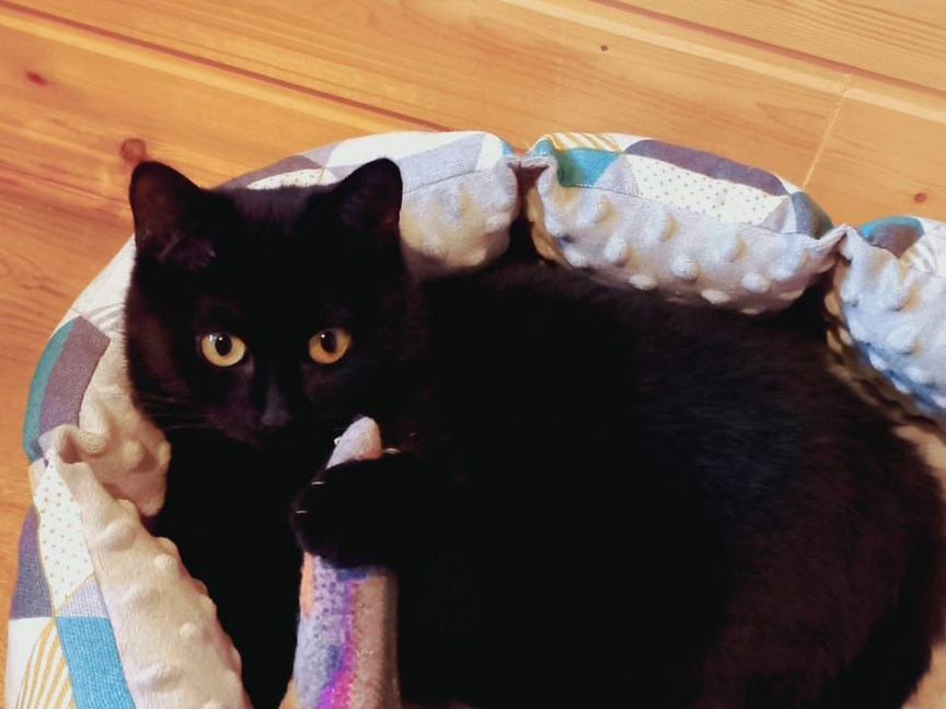 Отдам в добрые руки