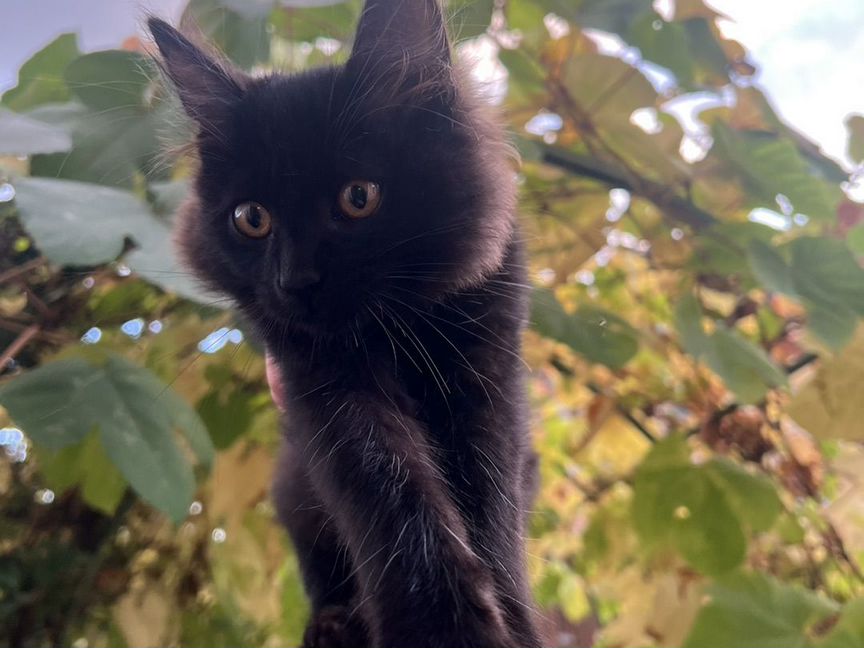 Кошка котенок черный