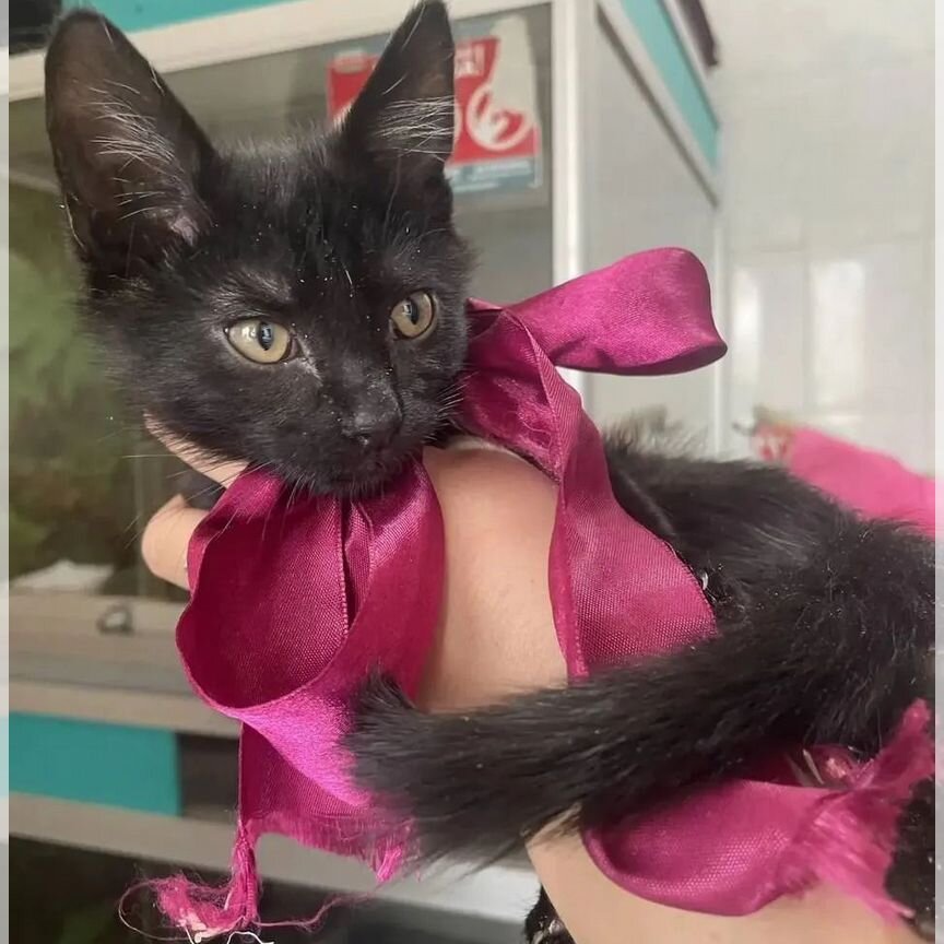 Котёнок в добрые руки