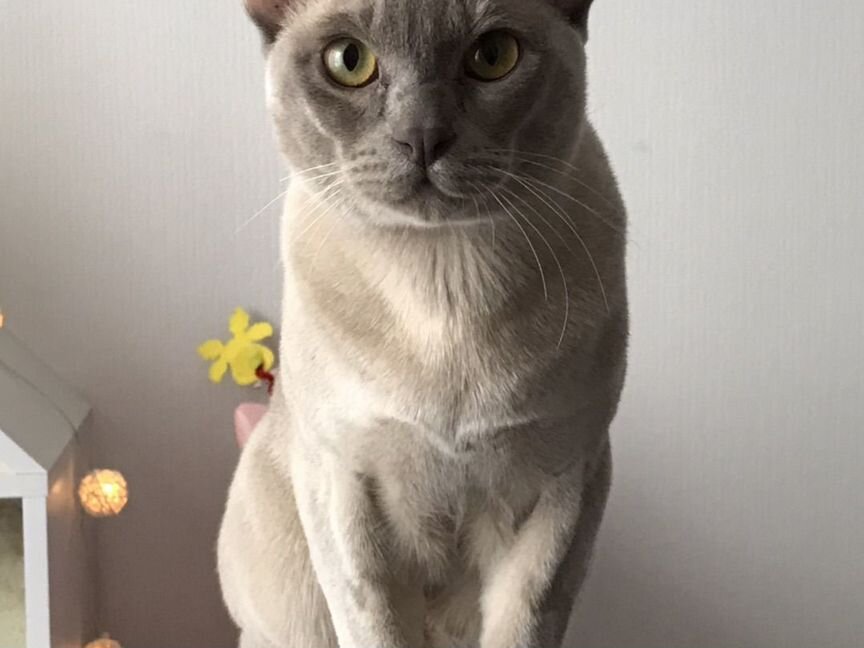 Бурманский лиловый кот