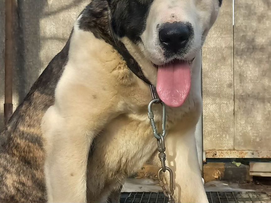 Щенки алабая