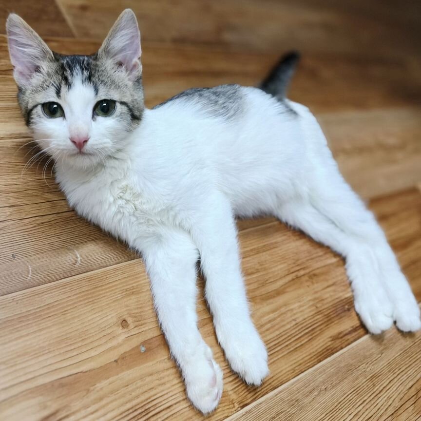 Котёнок в добрые руки