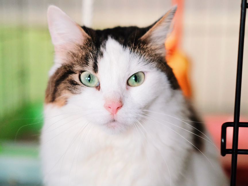 Красавица, ласковая брошенная кошка