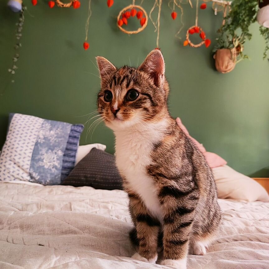 Котенок 4 месяца