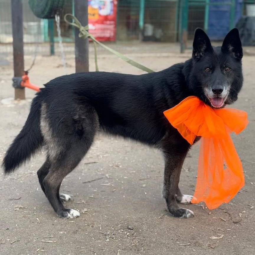 Наоми, черная красавица-собака ищет дом