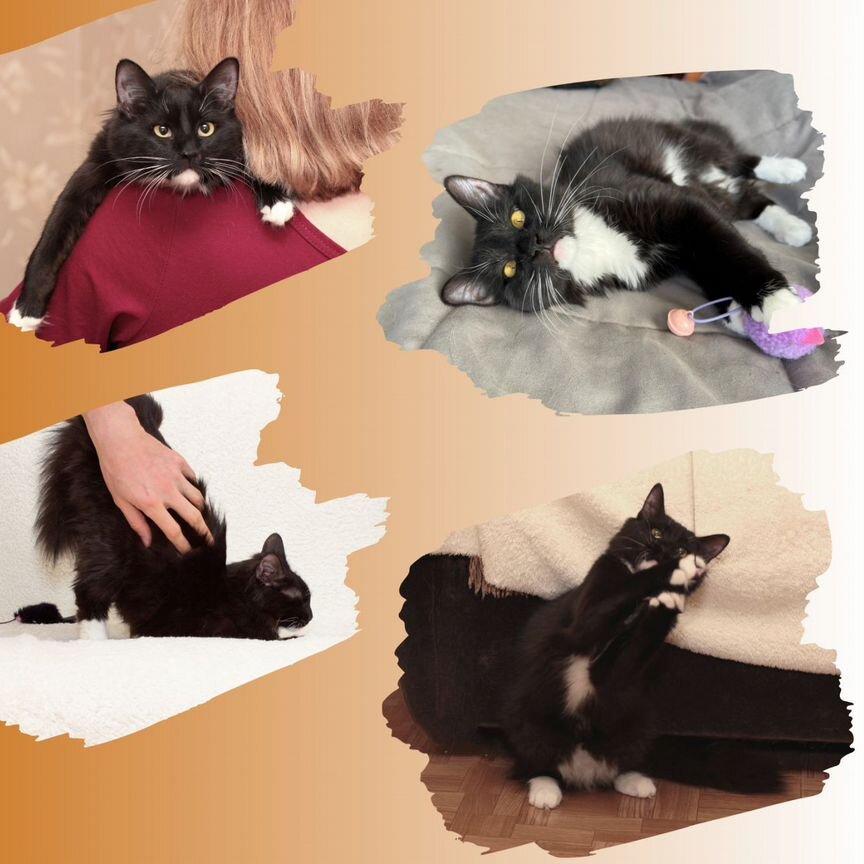 Котёнок в добрые руки