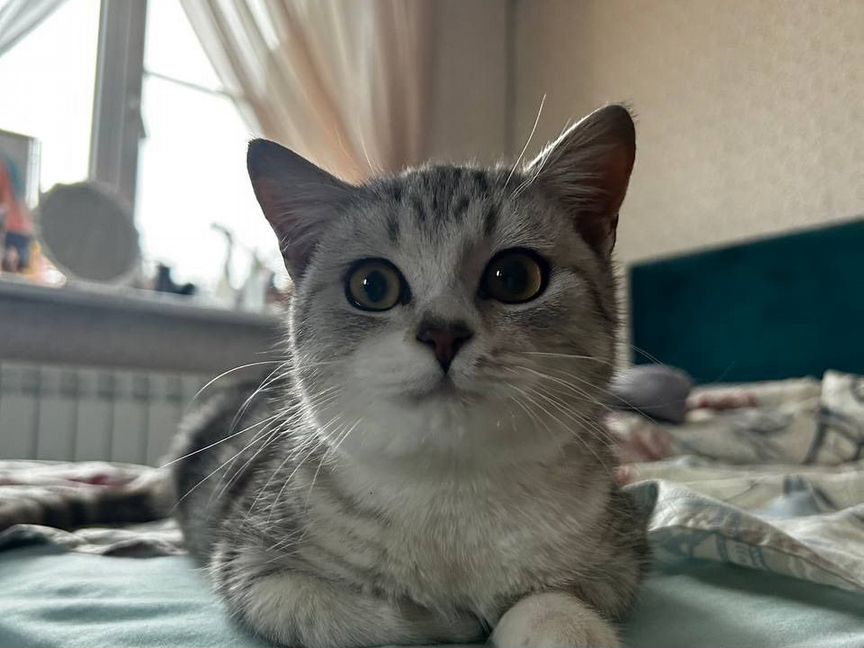 Британец котенок в добрые руки