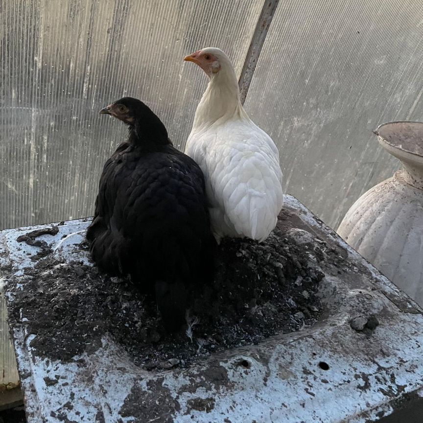 Петушок и курочка