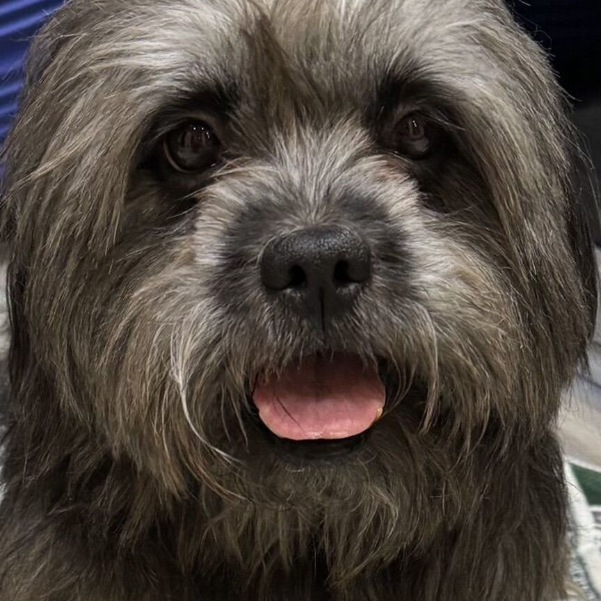 Найдена собака