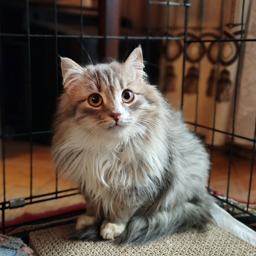 Котенок Пух в добрые руки
