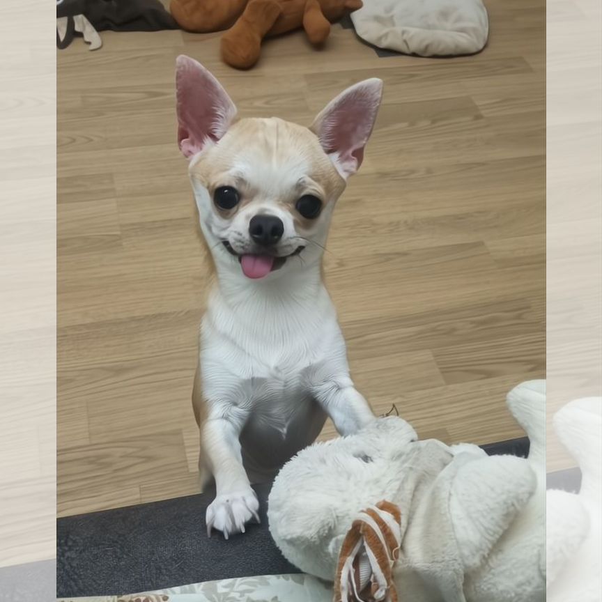 Чихуахуа, щенок