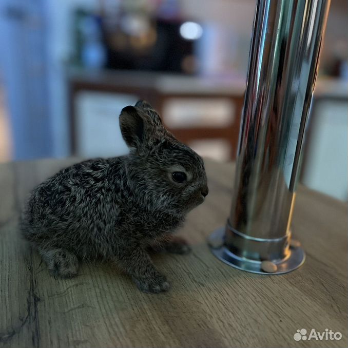 Заяц русак дикий