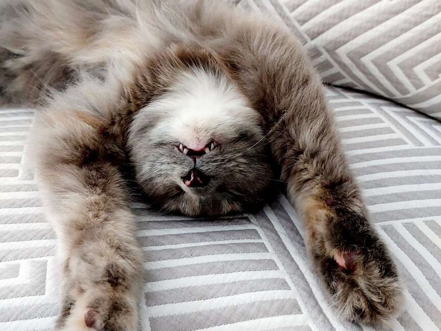 Кошечка Ася