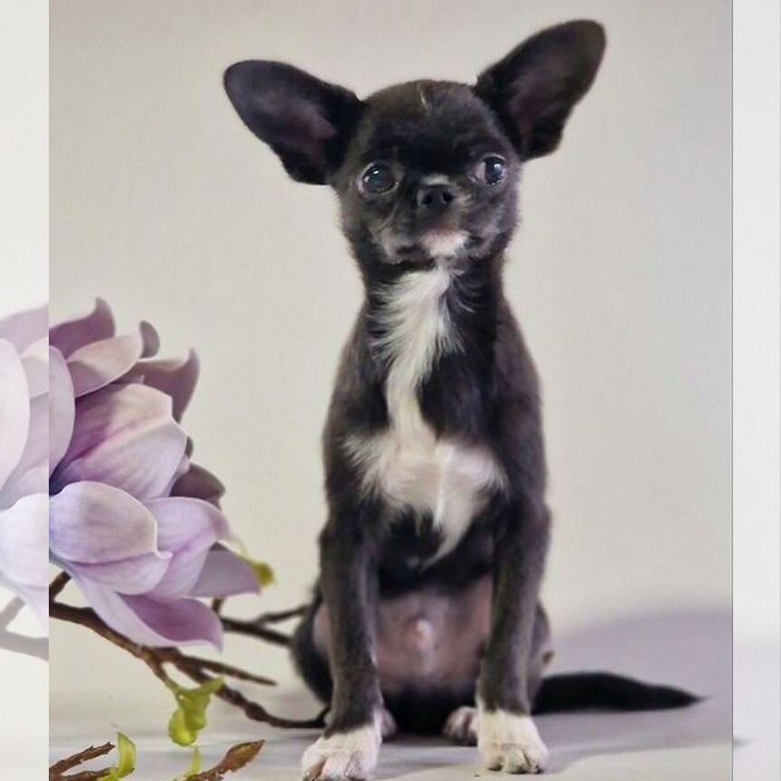 Чихуахуа миниатюрный мальчик