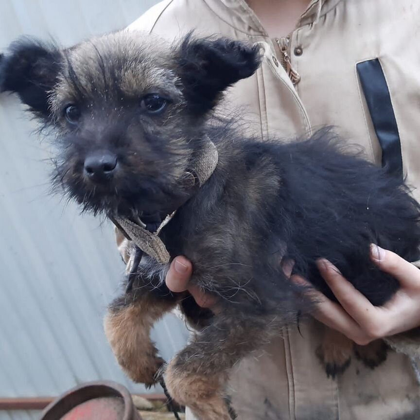 Йоркширский терьер