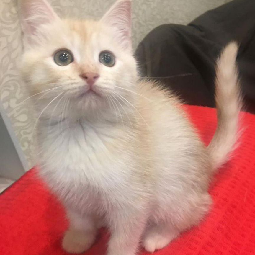 Рыжий котенок 2 месяца