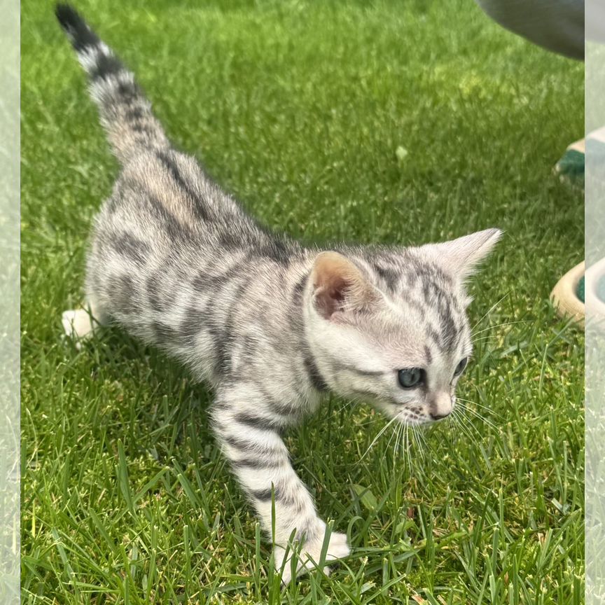 Бенгальские котята
