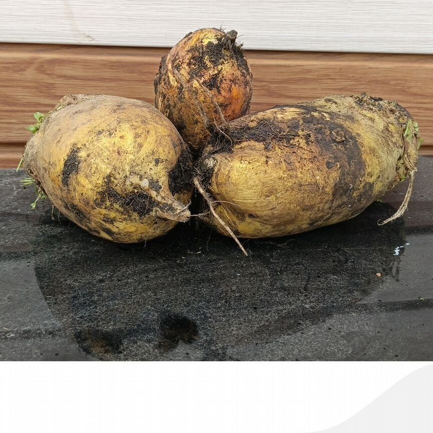 Свекла кормовая