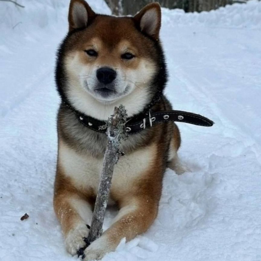 Собака сиба ину